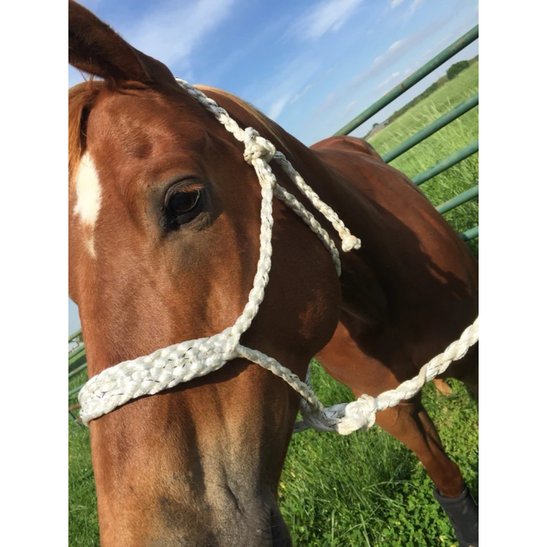 Tough 1 White Mule Tape Halter with 10' Lead Rope