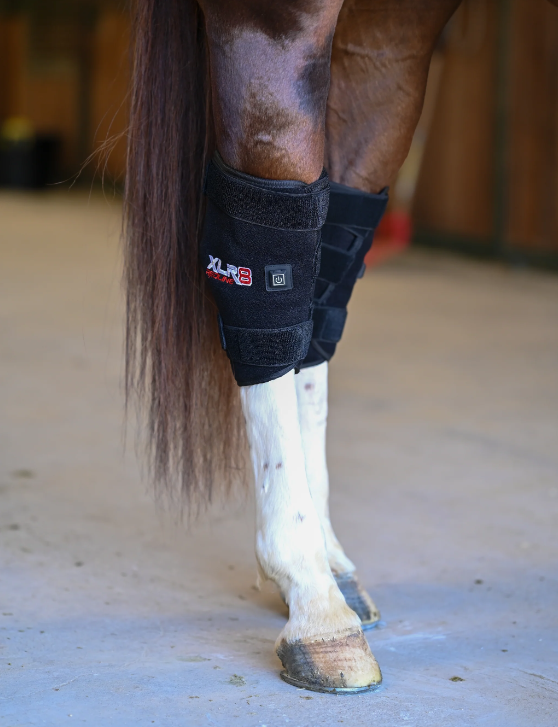 XLR8 Equine Redline Hock Boots